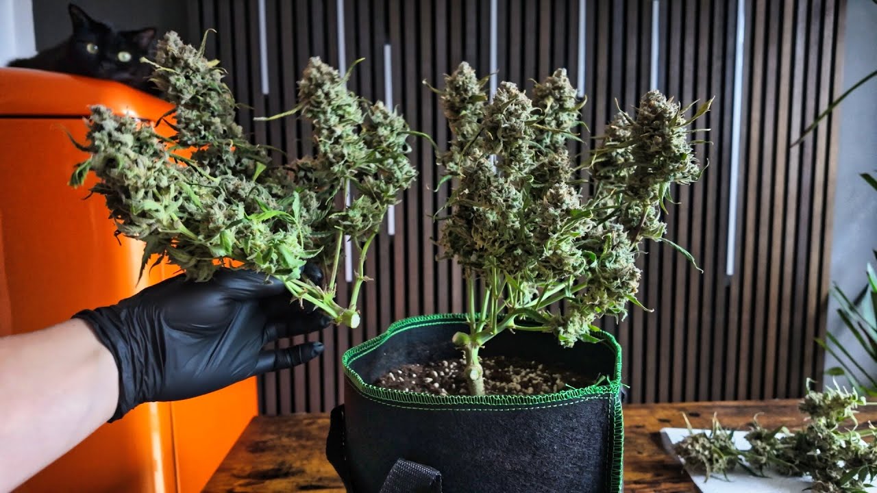 Mein Cannabis Anbau Tag 89 - Die Ernte | Purple Skunk automatic - YouTube