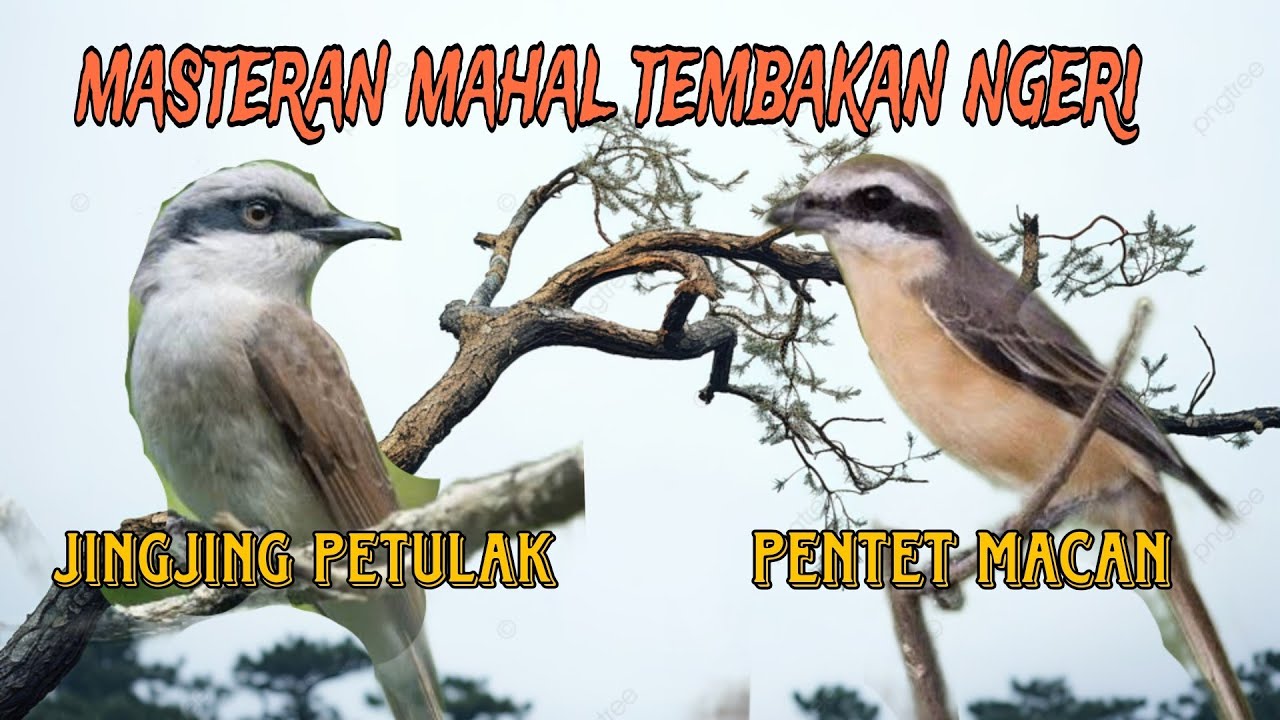 duet masteran ngeri🔥🔥 jingjing petulak dan pentet macan - YouTube