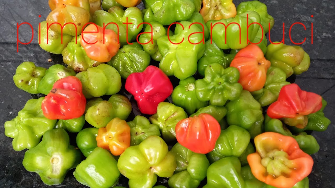 🔵 Pimenta Cambuci Refogada Fica Deliciosa - YouTube