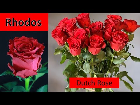 Rose id: Rhodos Rose | Dutch Rose | Red Rose | - YouTube