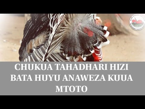#ufugaji BATA MZINGA -CHUKUA TAHADHARI -BATA MZINGA ANAWEZA KUUA MTOTO ...