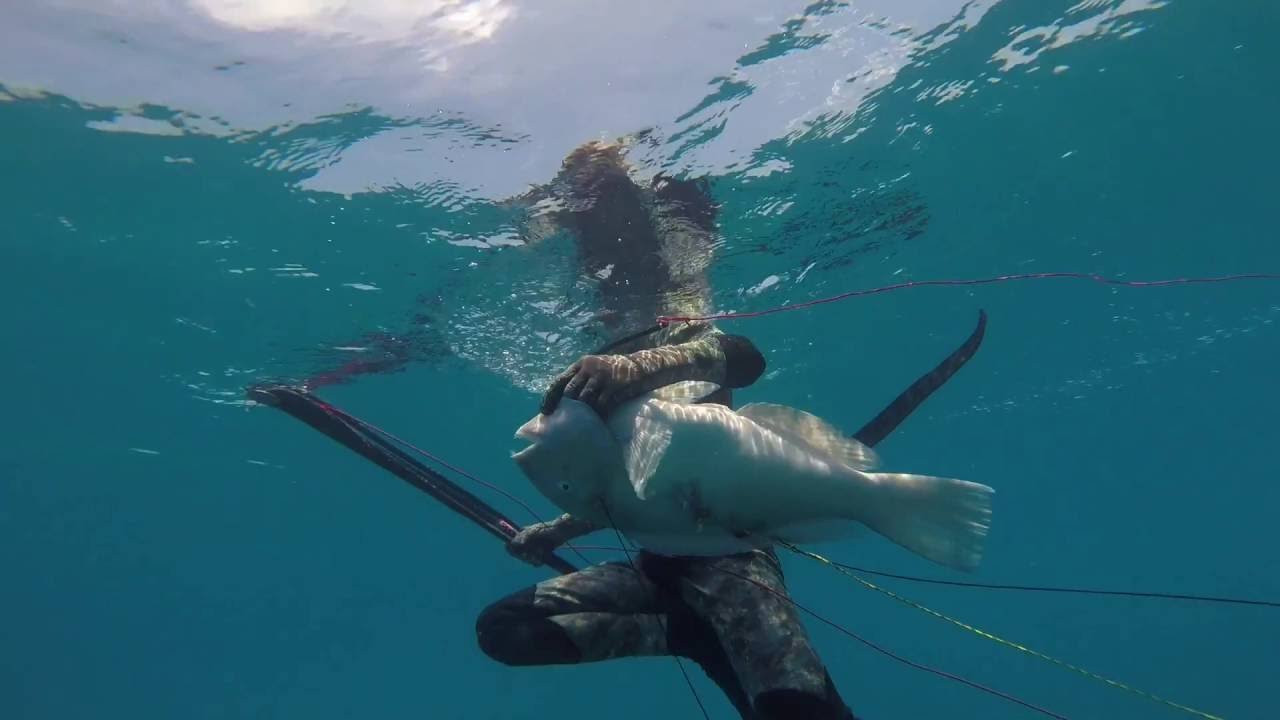 Spearfishing Great Barrier Reef - YouTube