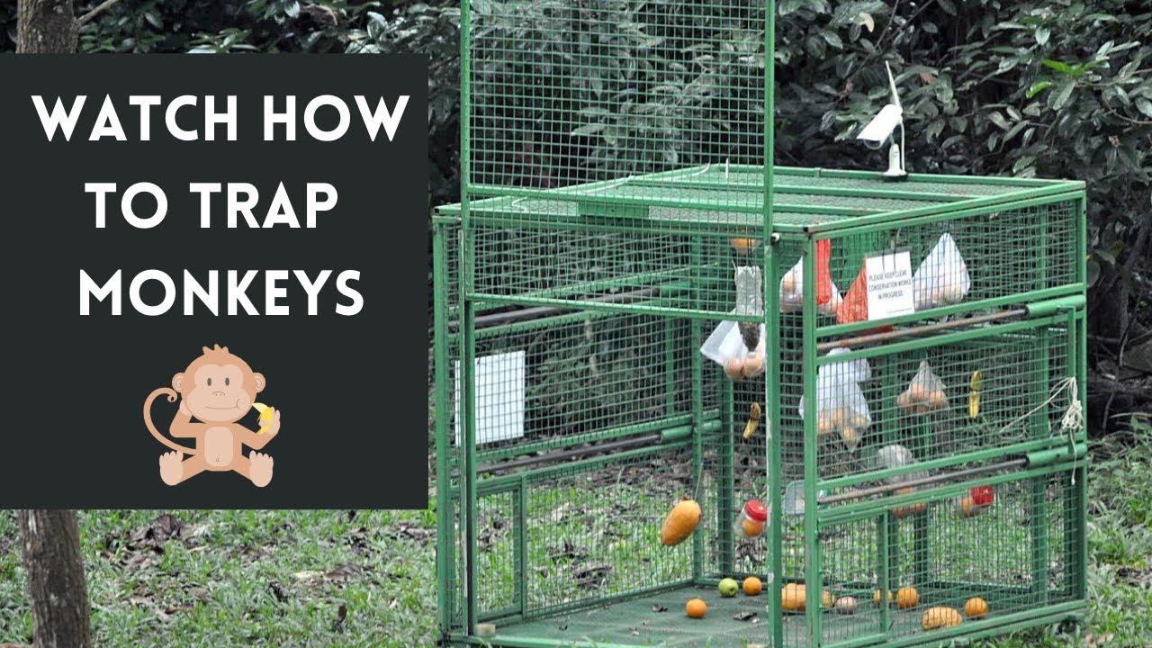 Watch How to Trap Monkeys | देखिये किस तरह कब्जे में किये जा रहे है बंदर | Cute Pet Animals ...