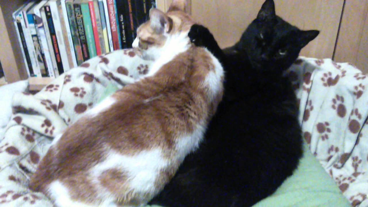 Gatos Gay - YouTube