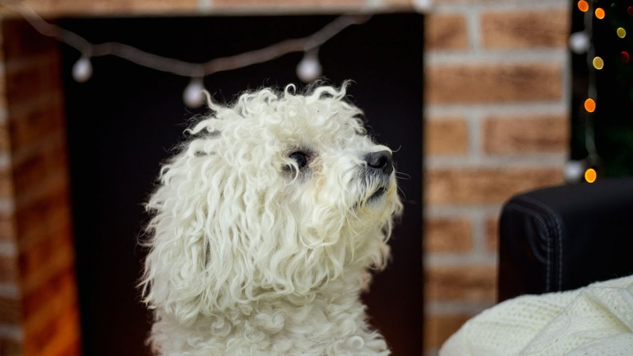 Understanding Bichon Frise Aggression: Tips for Prevention - YouTube