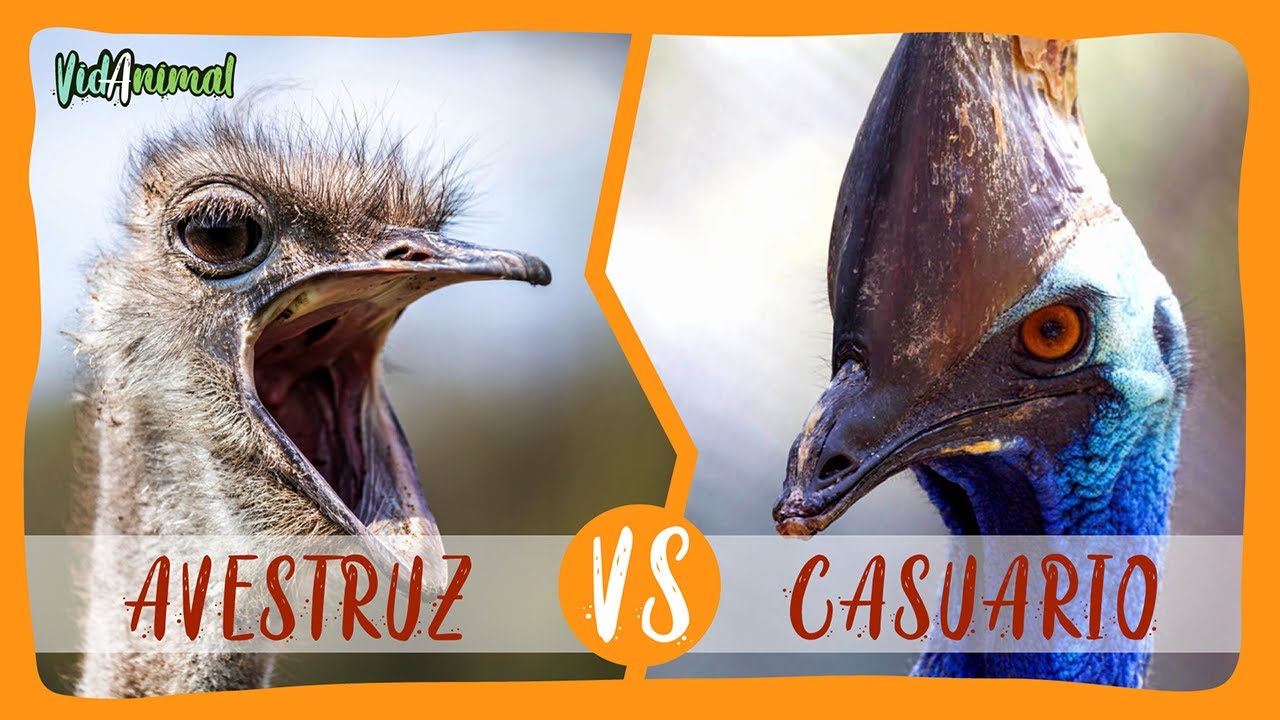 AVESTRUZ VS CASUARIO: Batalla de las aves mas grandes. - YouTube