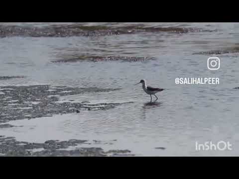 Uzun bacak kuşu sesi صدای پرنده بلند پا El sonido de un pájaro de patas largas
