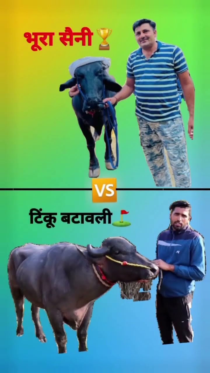 bhura saini ️tinku batawali ️ ️ - YouTube
