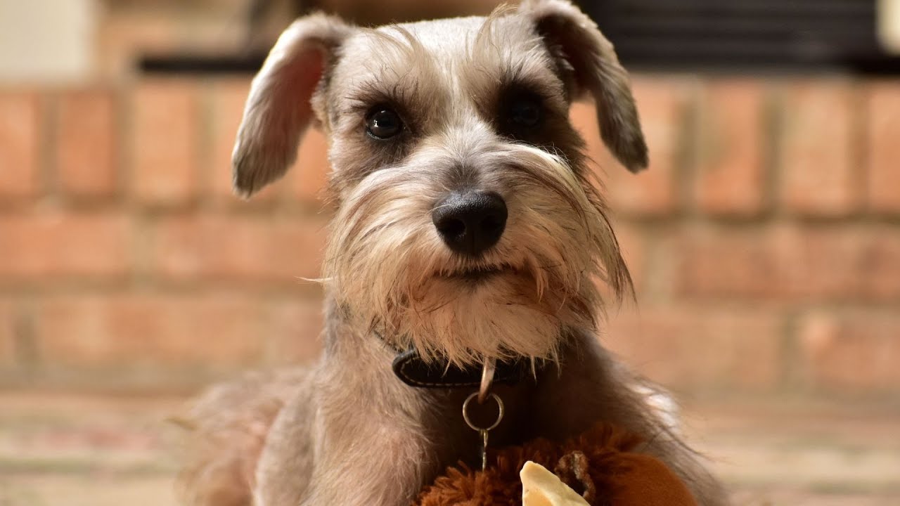 Miniature Schnauzer Tricks and Training Feats Showcasing Their Skills ...