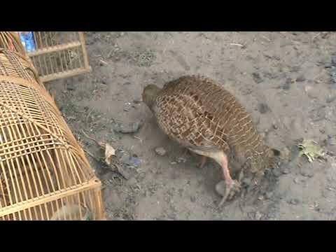 #Titar Bird#Best Fighter Bird - YouTube
