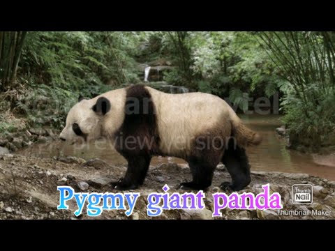 Pygmy giant panda (Ailuropoda microta) - YouTube
