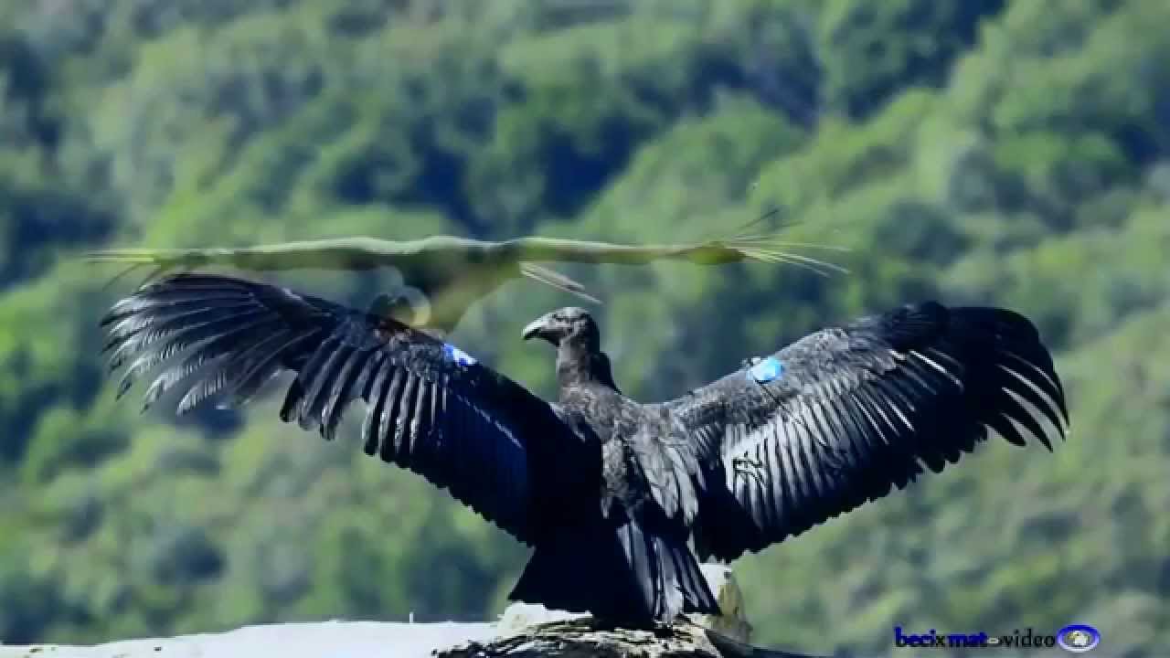 becixmat - Relax 1123 - Kondor - Condor - YouTube