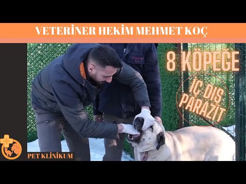 KÖPEKLERE KARŞI TATLI MÜCADELE 🥳💪🏾