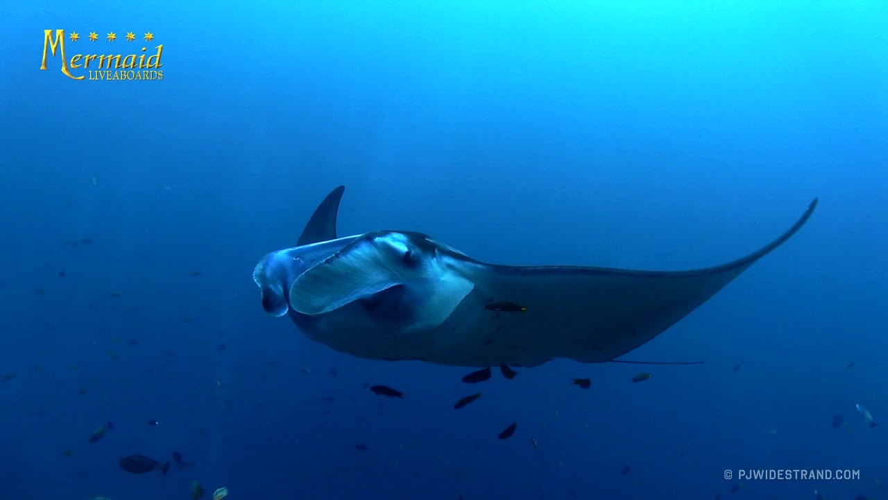 Swim through Manta Wash - YouTube
