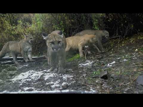 Nature | Willow: Diary of a Mountain Lion - Preview