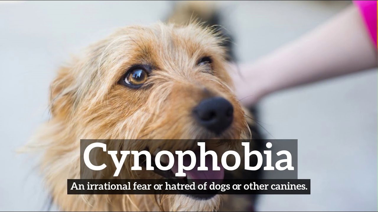What is Cynophobia? | How to Say Cynophobia in English? | How Does ...