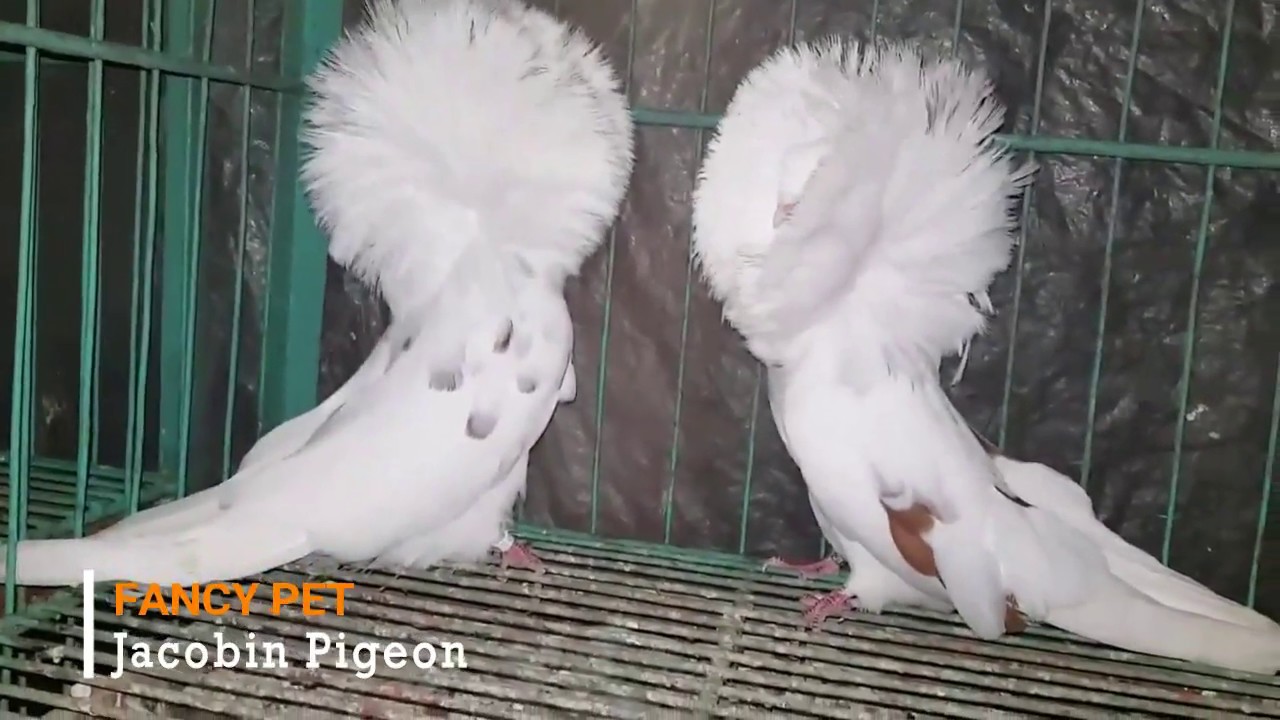 Jacobin Pigeon | Exotic Pigeon Breed | Fancy Pet - YouTube