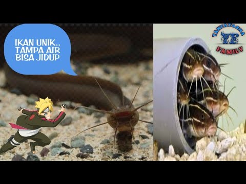 POTONG IKAN||IKAN TAMPA AIR BISA HIDUP - YouTube