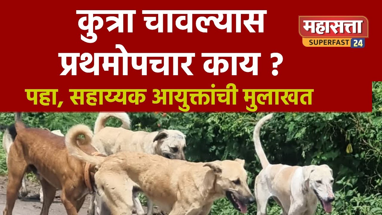 कुत्रा चावल्यास प्रथमोपचार काय ? पहा, सहाय्यक आयुक्तांची मुलाखत rebies ...