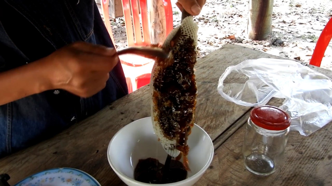 Best honey comb of dwarf honeybees - apis florea - YouTube