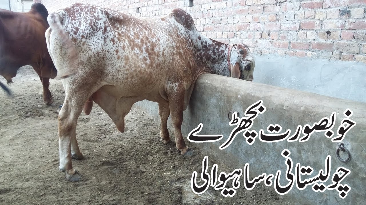 Beautiful Cholistani Bull Lahore 2018 - YouTube