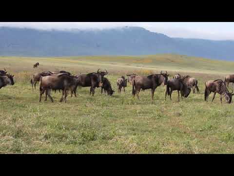 Breeding season for Wildebeest