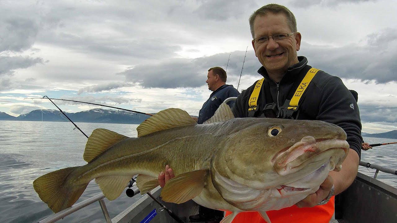 Monster Cod - Lyngen Fjord - Norway - Anglers World. - YouTube