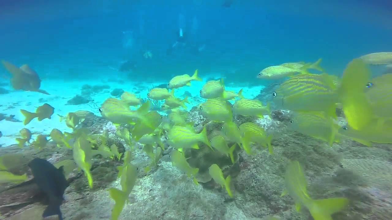 Malmok Reef 3rd dive - YouTube