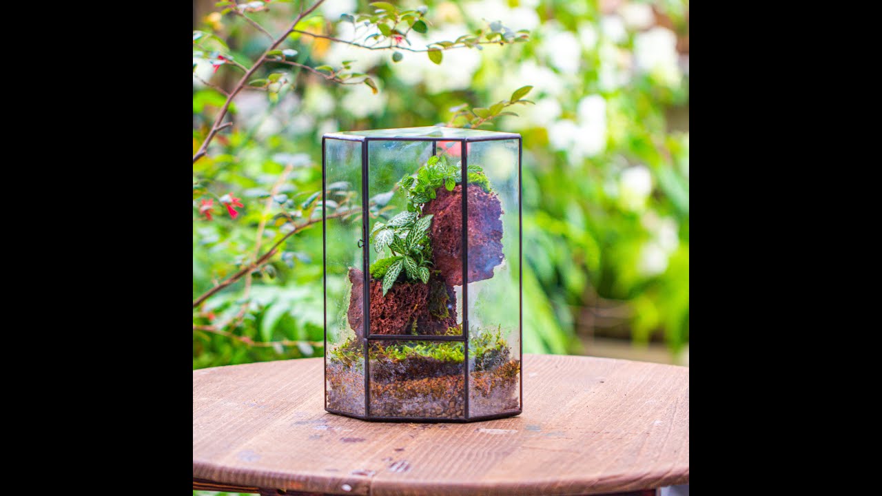 build a fittonia and moss corner terrarium #moss #terrarium #landscape ...