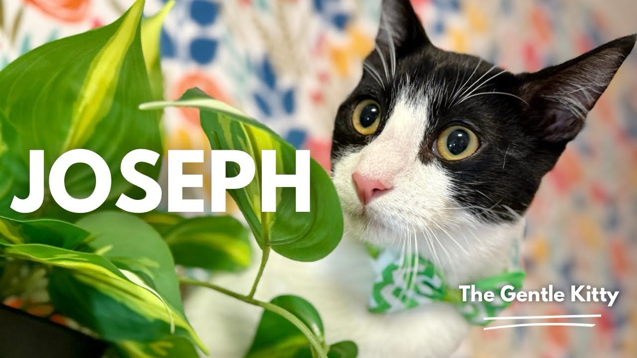 Joseph The Gentle Kitty is ready to Live in a Family Home! - YouTube