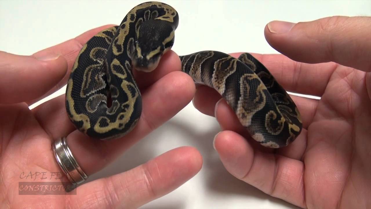 Cutting Ball Python Eggs Ghi X Black Pewter YouTube cutting-ball-python-eggs-ghi-x-black-pewter-youtube