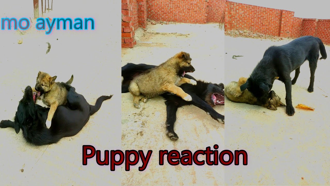 Excited Dogs Finally Reunited With Their Dad! They Go Crazy Howling mo ...