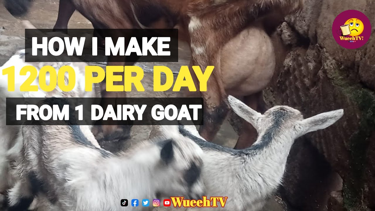 I EARN 1200 KSH FROM 6 LITRES THAT THIS GOAT PRODUCES PER DAY|| MASH ...