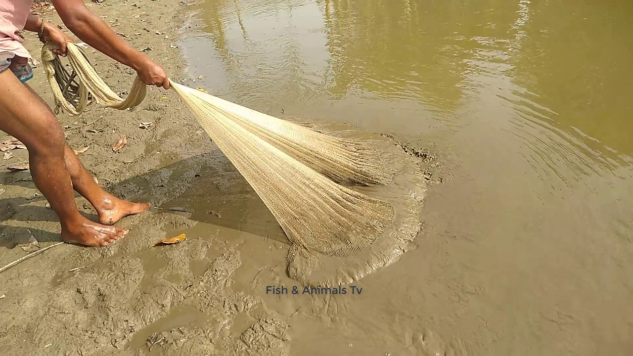 Net Fishing Video by Village People -Traditional Village Fishing - Fish ...