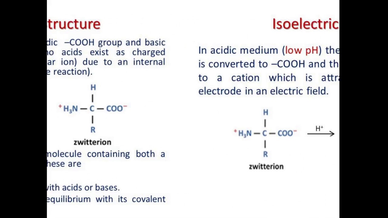 Amino Acids: Zwitter ion and Isoelectric Point - YouTube