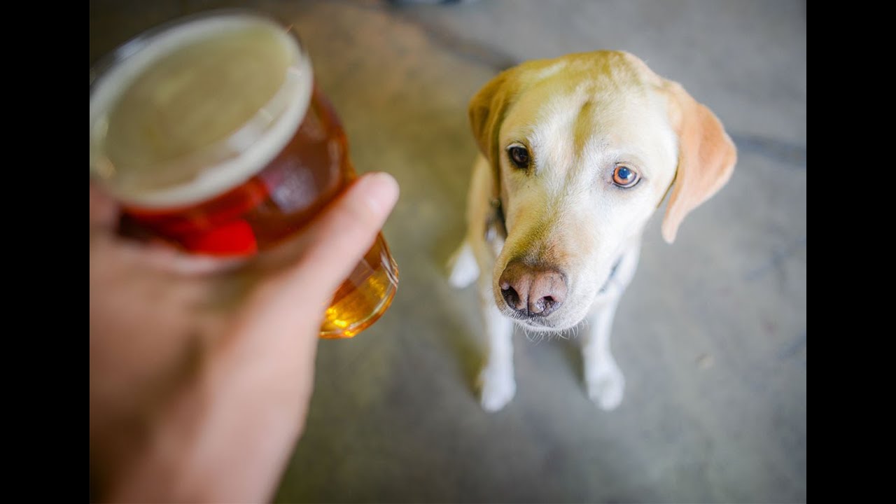 Loner mp4 pt.4 dog edition - YouTube