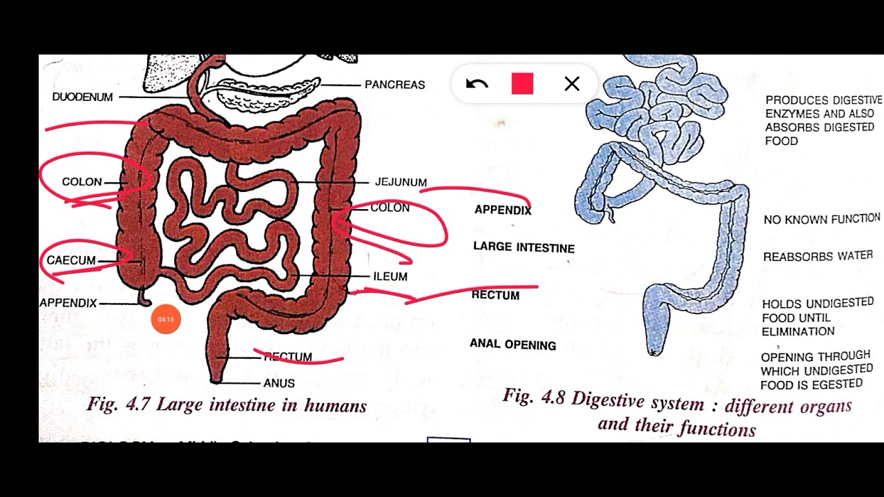 class 6 biology chapter 4 Digestive system - YouTube