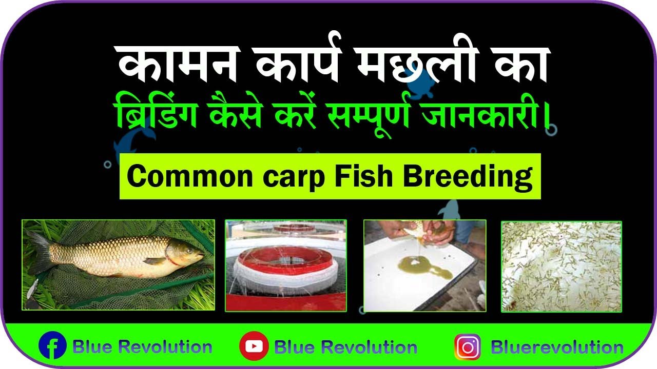 How to Breed Common Carp in hatchery | Common Carp Breeding | Carp Fish ...