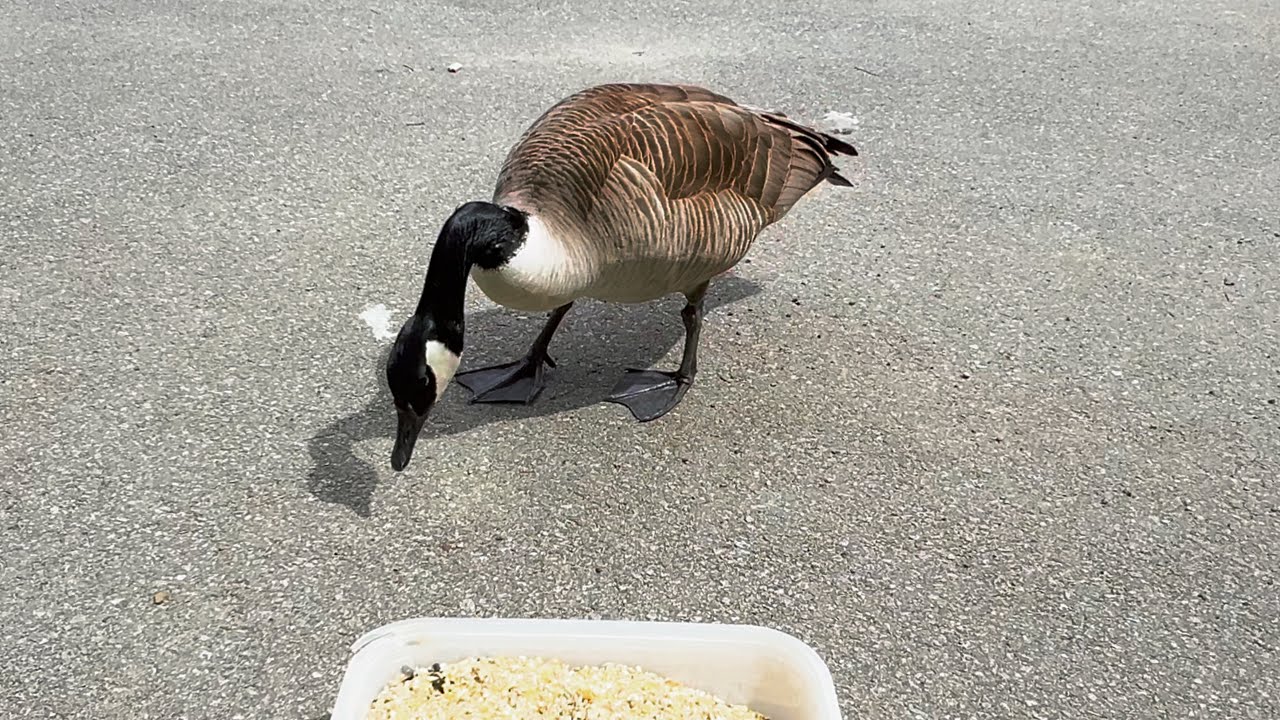 Goose Scared of the Food Bucket 😨 🪿 - YouTube