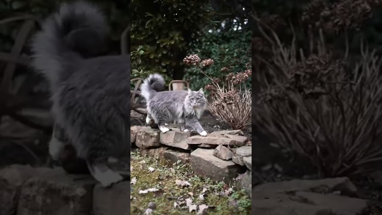 Lissy on the move 🐈 #furryfritz #catographer #cat #mainecoon #katze ...