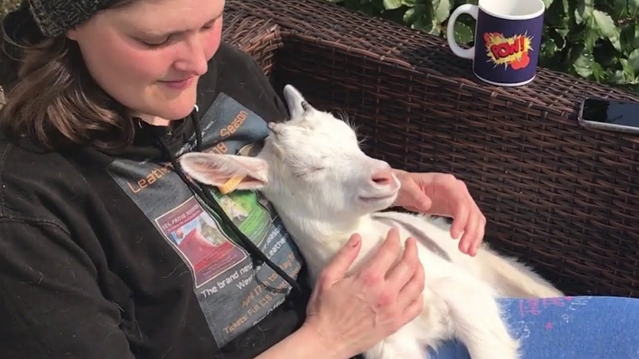 Rescued Baby Goat Escapes Death to Lead a Mischievous Life of Adventure ...