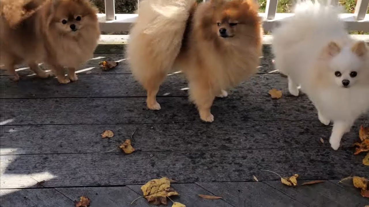 pomeranian barking to much |Barking dogs - YouTube