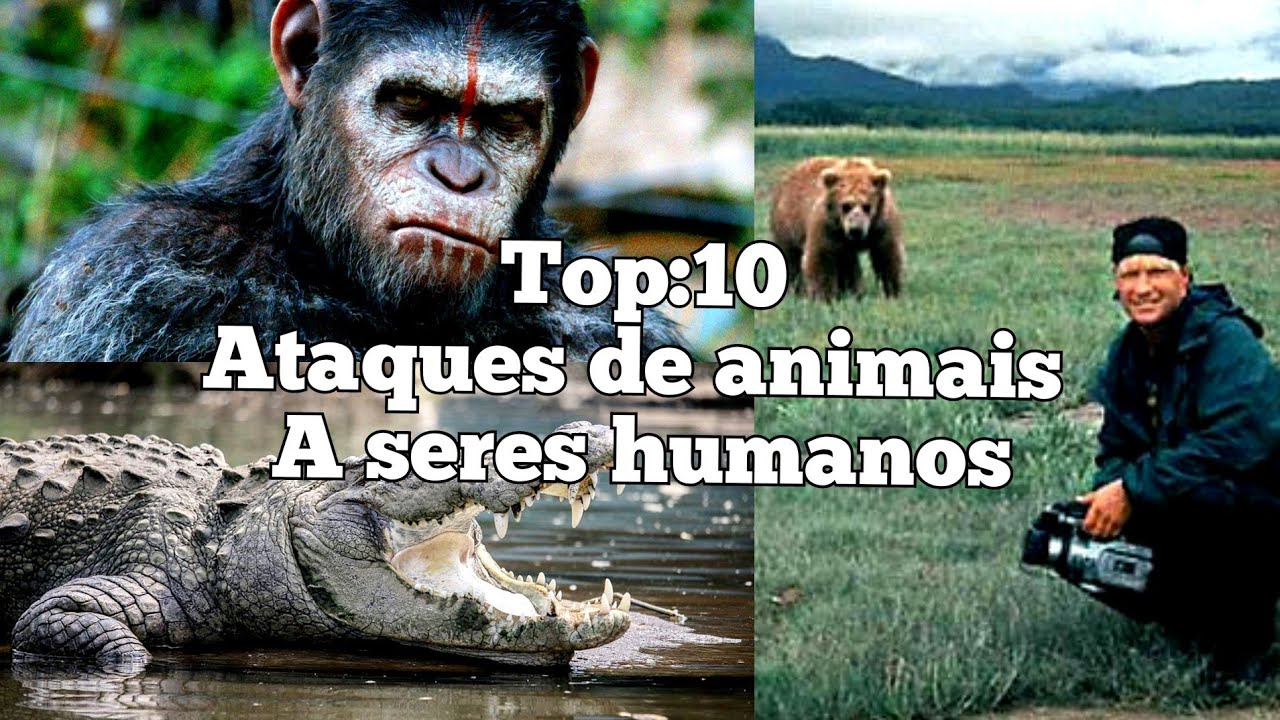 10 ataques de animais MAIS MORTAIS a seres HUMANOS !! Confira a lista ...
