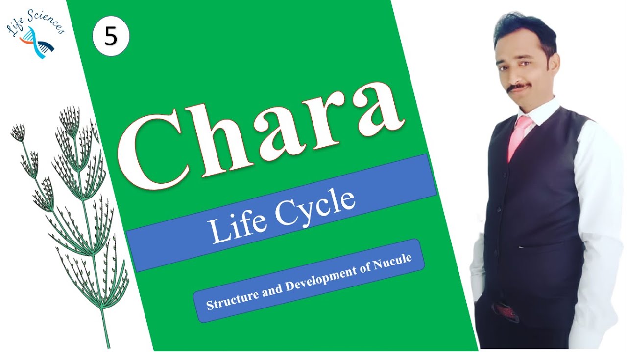 structure and development of Nucule in chara - YouTube
