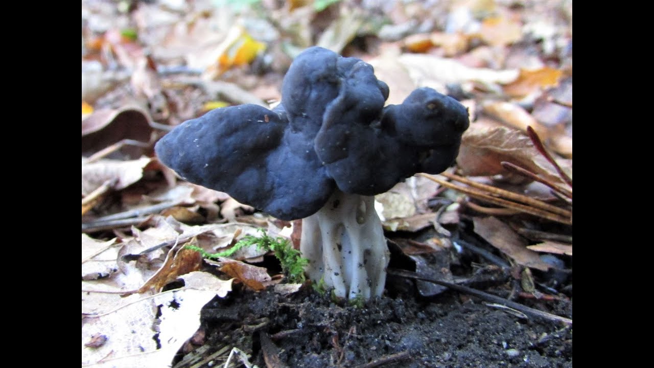 Helvella Lacunosa