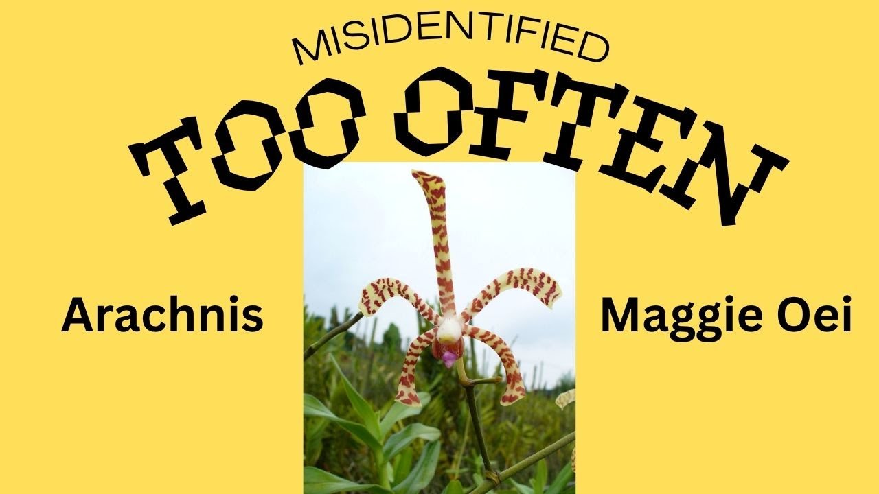 The most misidentified orchid I know: Arachnis Maggie Oei - YouTube