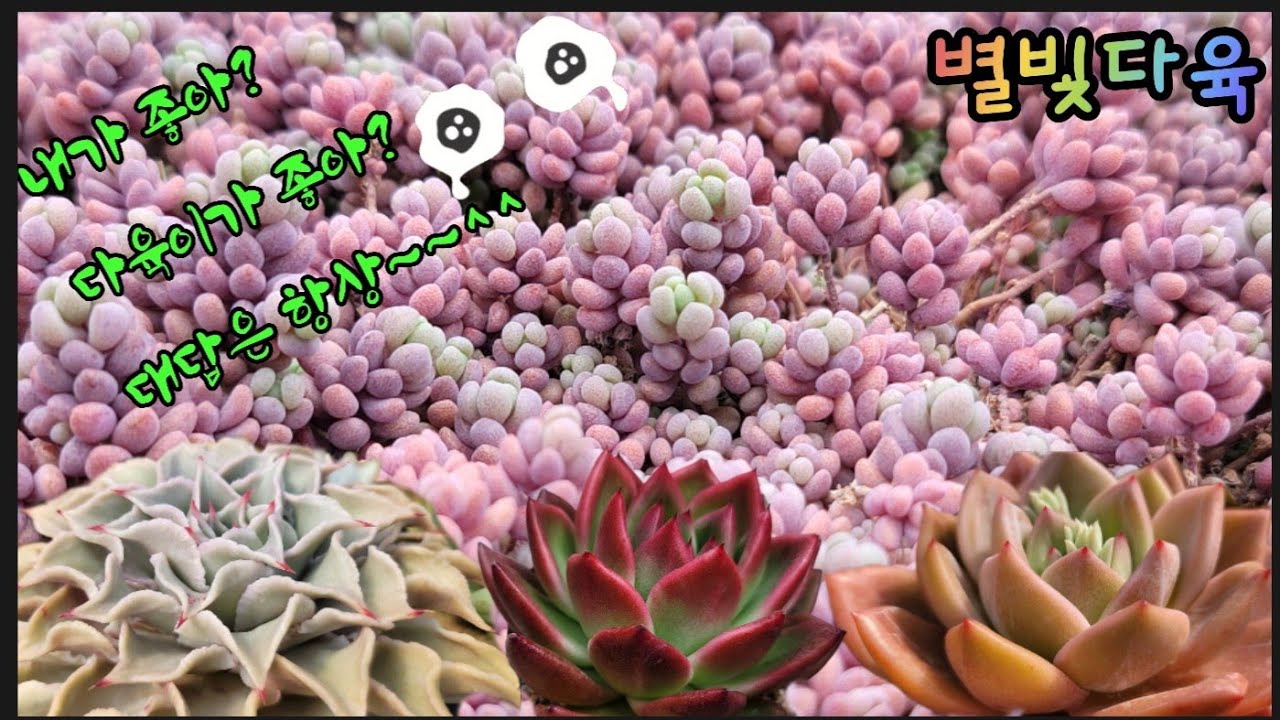 230313다육이별빛다육명품다육환엽 가젤초특가다육방울복랑금봉황마리아귀품다육천궁로라클론실큐군생2천원
