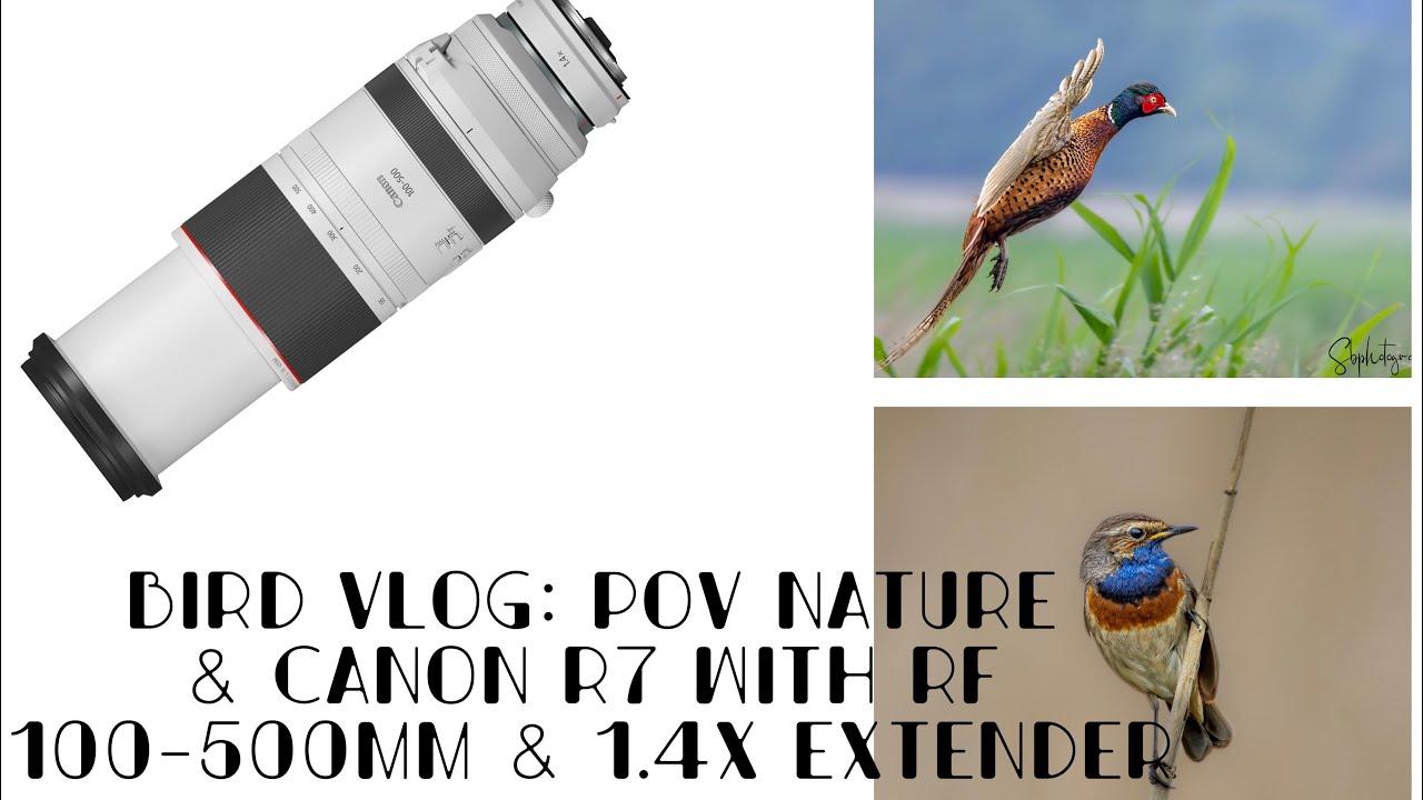 POV Bird photography with Canon R7 | RF 100-500 mm with 1.4x Extender # ...