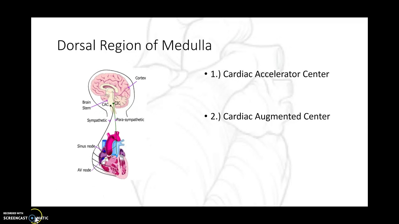 Myocardium Function