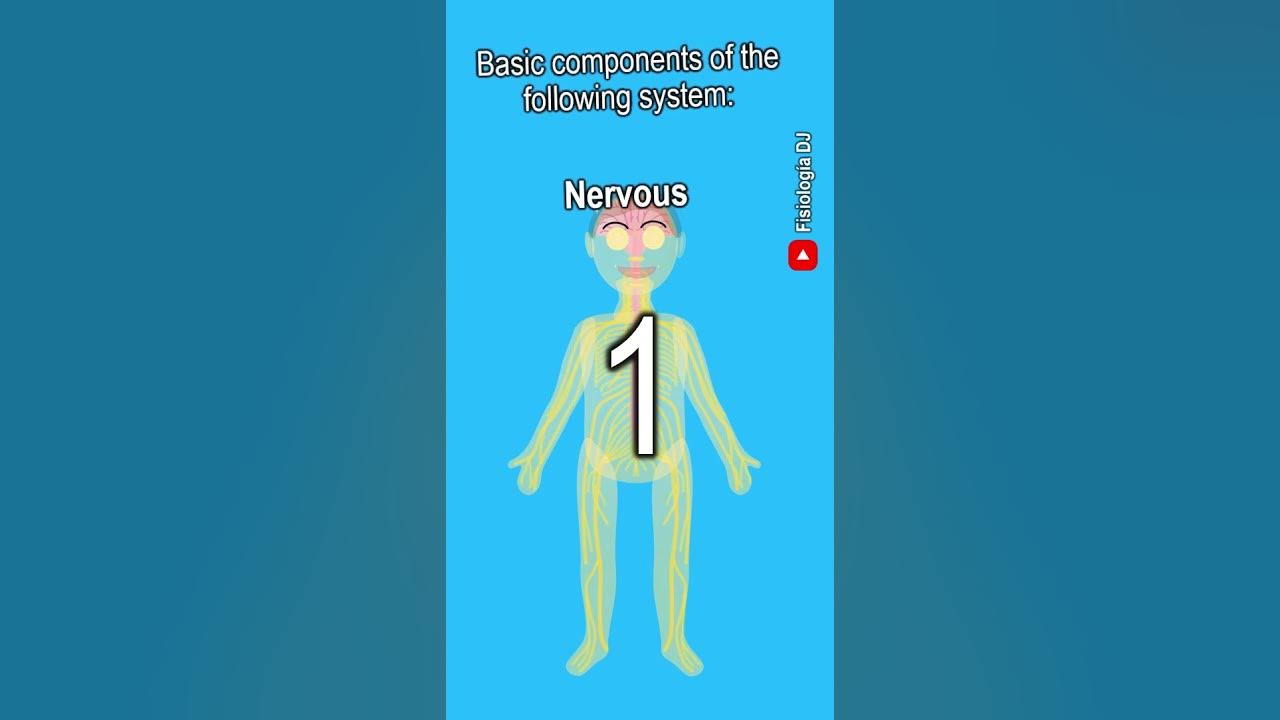 Human Body System Parts And Functions What Are The Components Of human-body-system-parts-and-functions-what-are-the-components-of